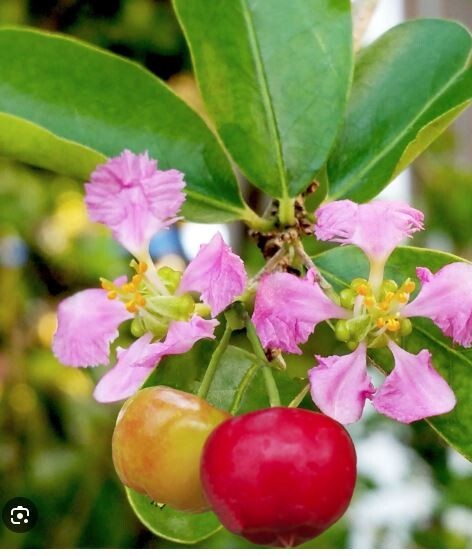 Barbados Cherry (Malpighia emarginata) - 1 TC Plant/Plug - 3-6 inches ...