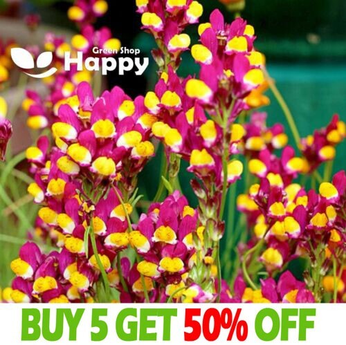 BABY SNAPDRAGON SPANISH DANCER 10 000 SEEDS Linaria reticulata cordoba ...