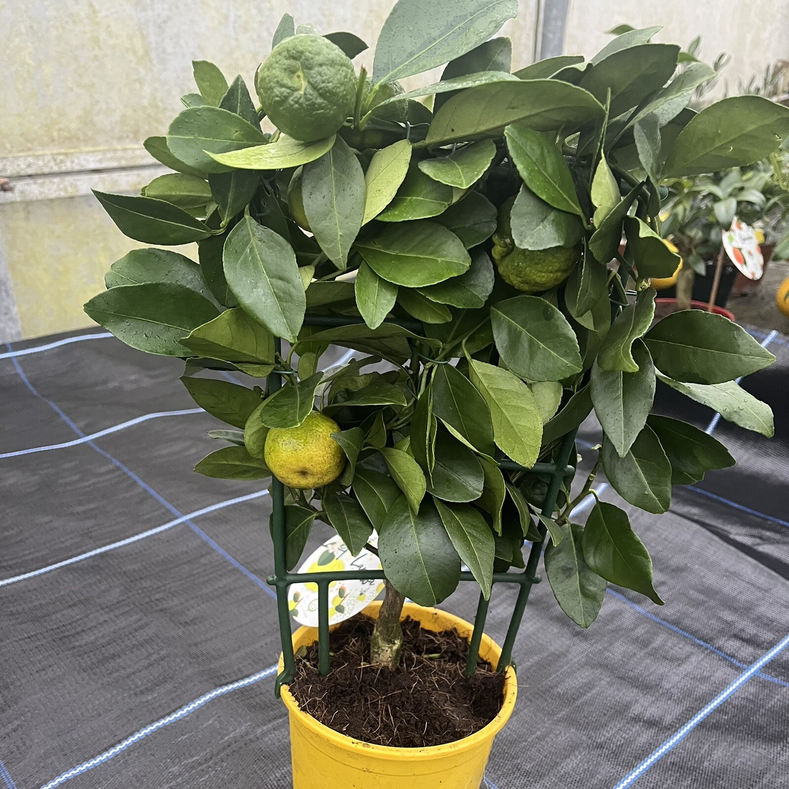 Citrus Lemon 'Pursha' - Roman Lime - Sweet Lemon 15cm pot 40cm (inc pot ...