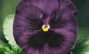Pansy DeltaPro Deep Blue-Blotch 250 seeds | eBay