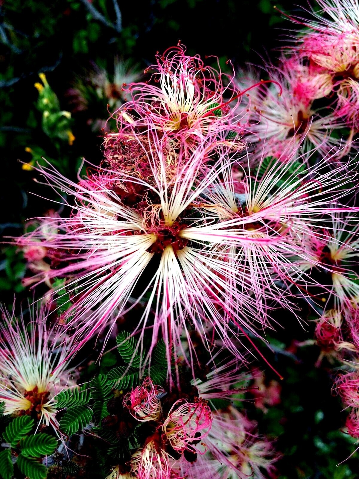 Pink Fairy Duster Tree Seeds Mesquitella eriophylla Flowering Mimosa ...