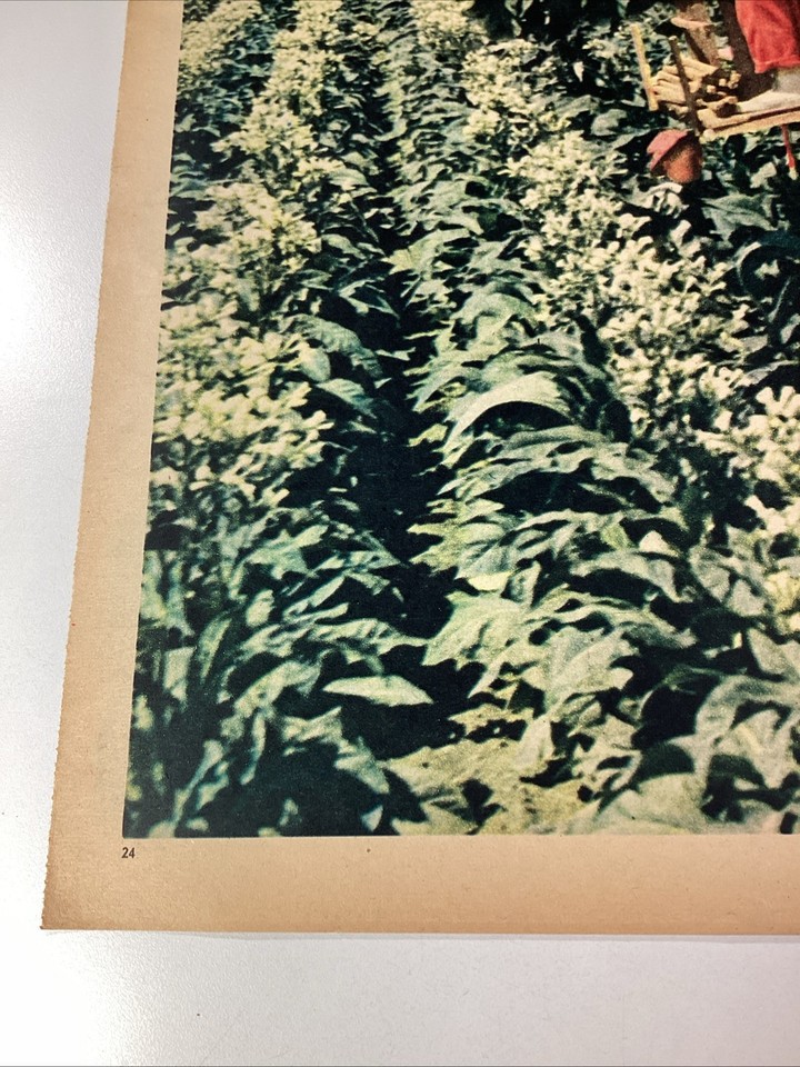 Moultrie Ga Print Ad 1955 Atlanta AJC Frank DeMott Farm Tobacco Girls ...