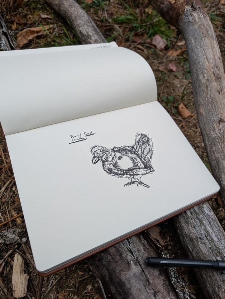 Authentic: Bard Rock Chicken Drawing Ink Sketch | eBay