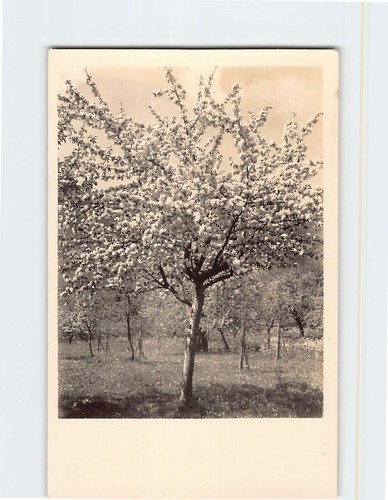 Postcard Trees Nature Picture | eBay UK