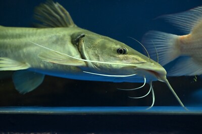 XL Wide Head Catfish 16-18”+ -Live Tropical Freshwater Aquarium Fish | eBay