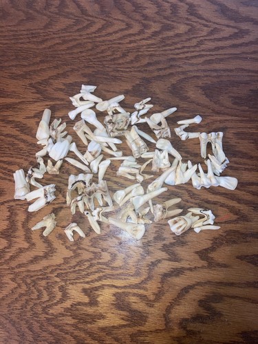 Real Cow / Steer Teeth Lot | eBay