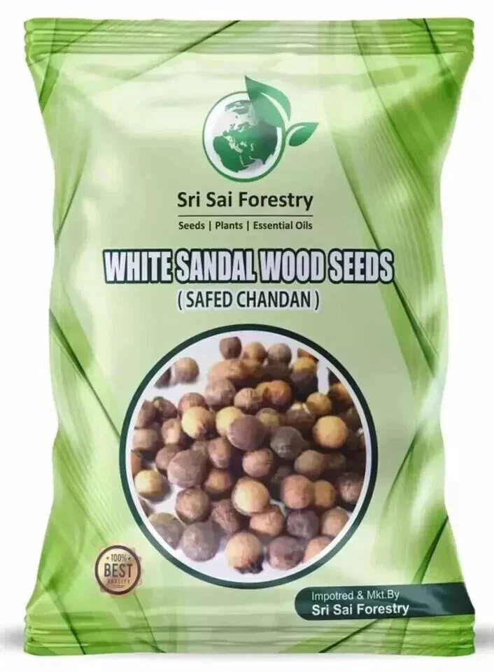 White Sandalwood Seeds (100 Seeds) Indian Sandal wood Chandan SriGanda ...