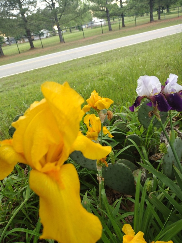 10 Iris Fresh Bearded Iris Rhizomes Mixed Varieties | eBay