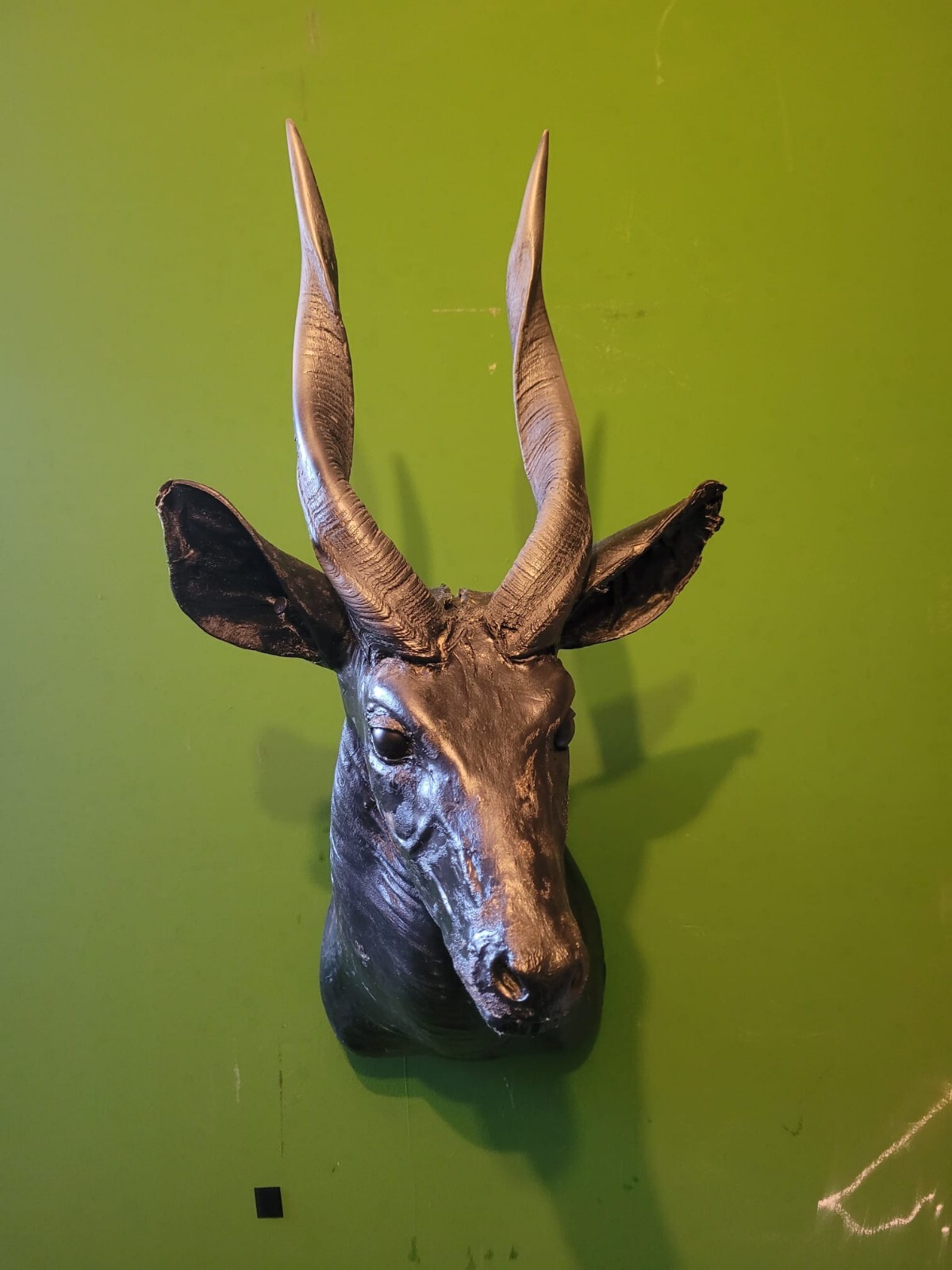 Taxidermy bushbuck antelope Stag black Antlers Horns Skull MORE ...
