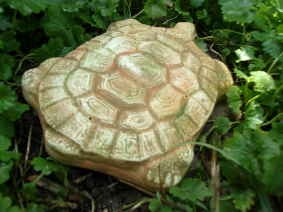 Cement Turtle mold concrete plaster plastic tortoise mould 8.5" x 6" x 1/2" | eBay