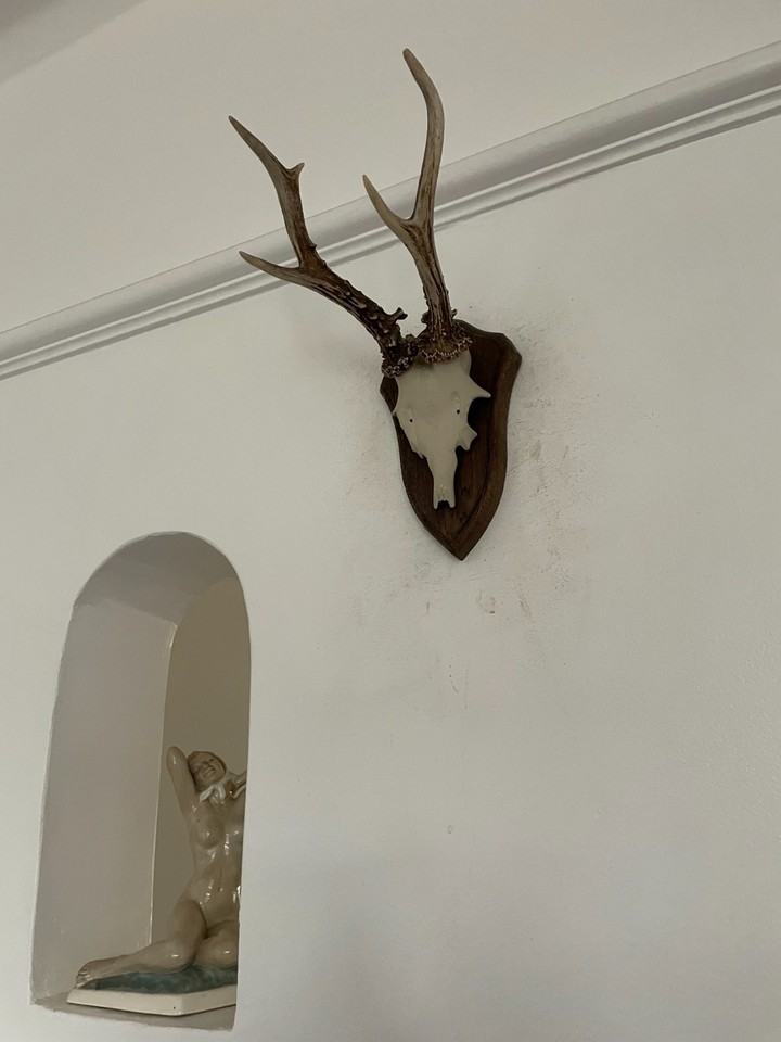 Shed Antlers of a Roe Deer 021 Mounted on Alu Skull on Oak shield ...