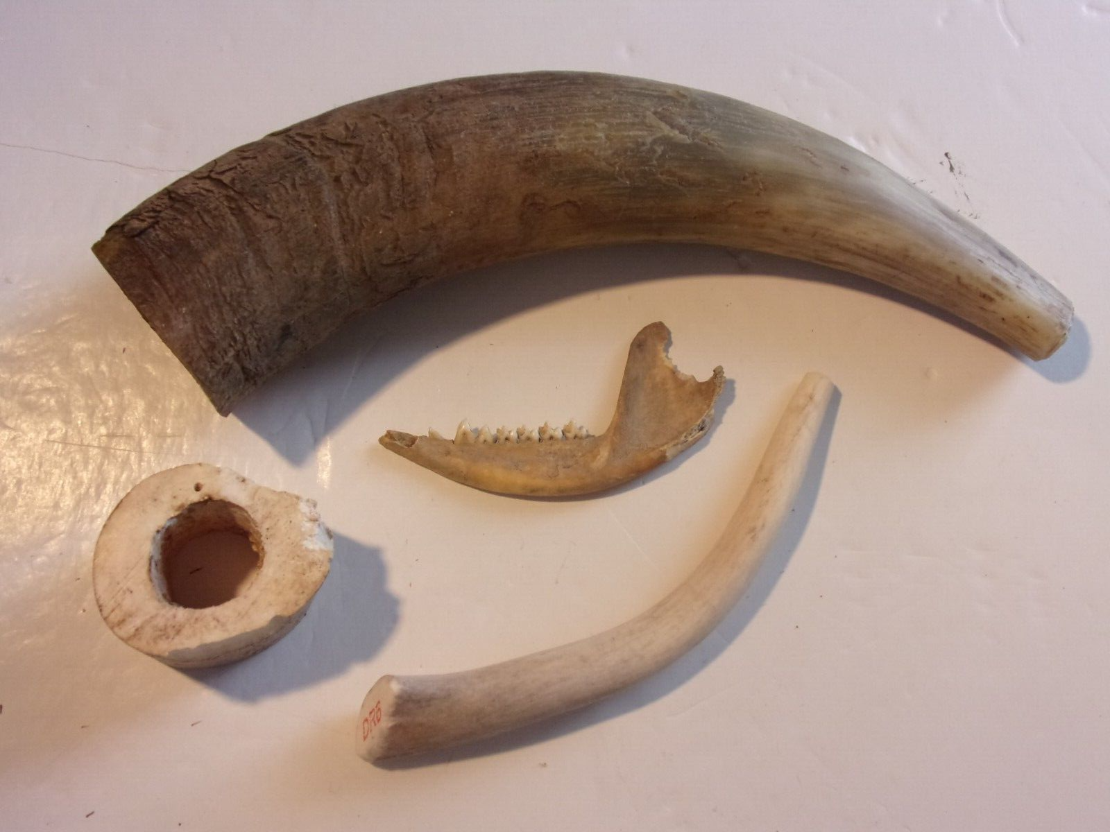 Set of 4 Animal Bones - Horns/Mandible - $12 s/h | eBay