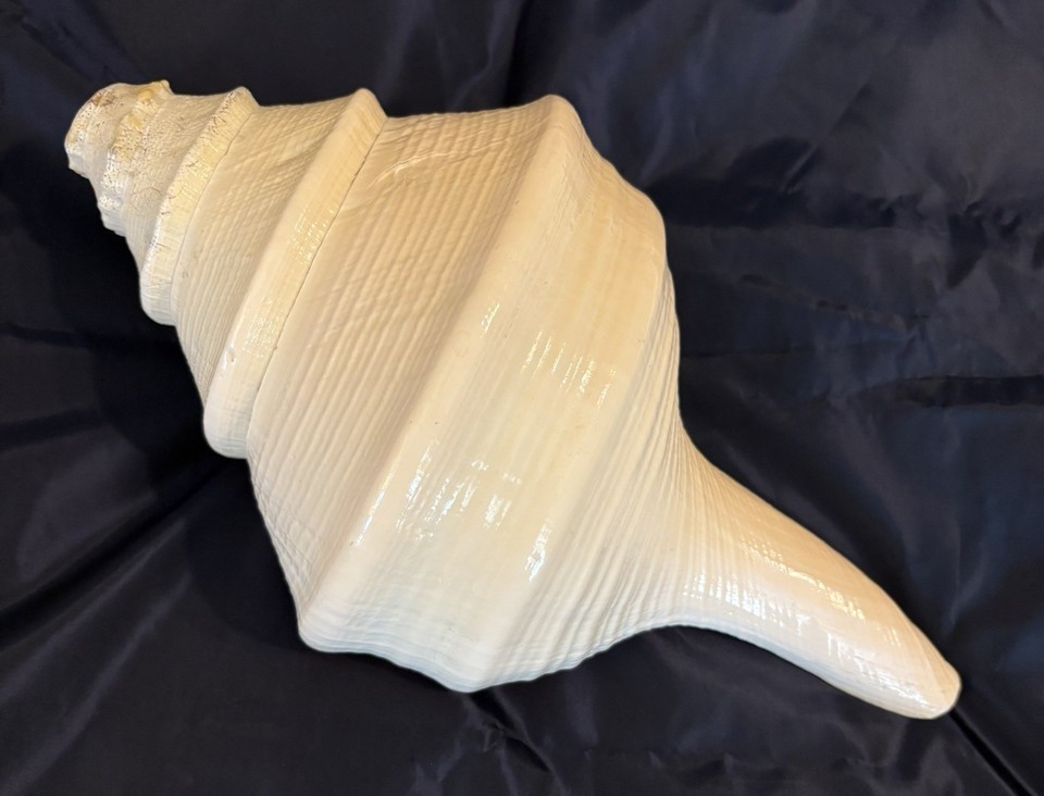 HUGE Shell Syrinx Aruanus Australian Trumpet Conch Seashell 15x9” Ocean ...