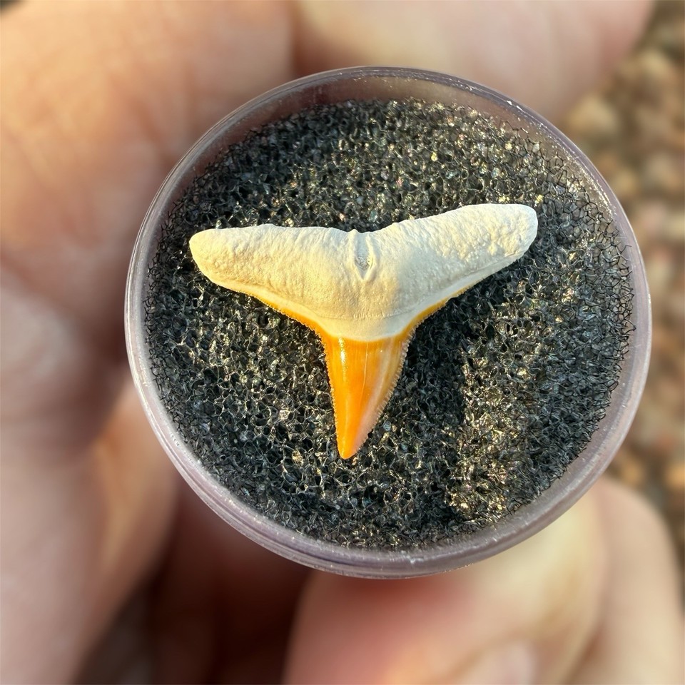 Museum Quality 0.64” Vibrant Orange Bone Valley Bull Shark Tooth Fossil ...