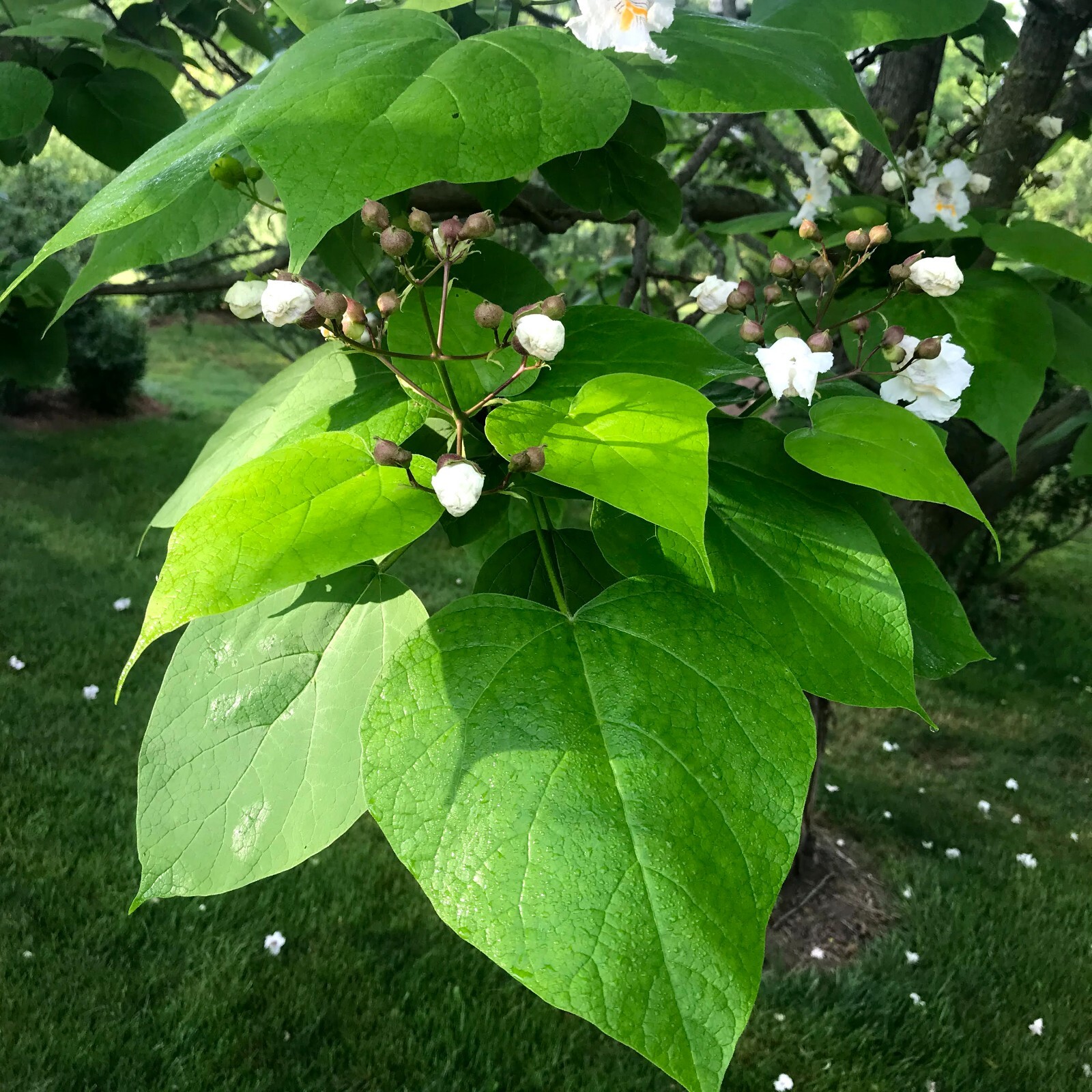 Northern Catalpa Shade Tree Seeds -Fast-Growing Hardy Showy Blooms | eBay
