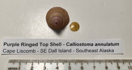 Calliostoma Annulatum. Purple Ringed Top Snail. Coll in Southeast ...