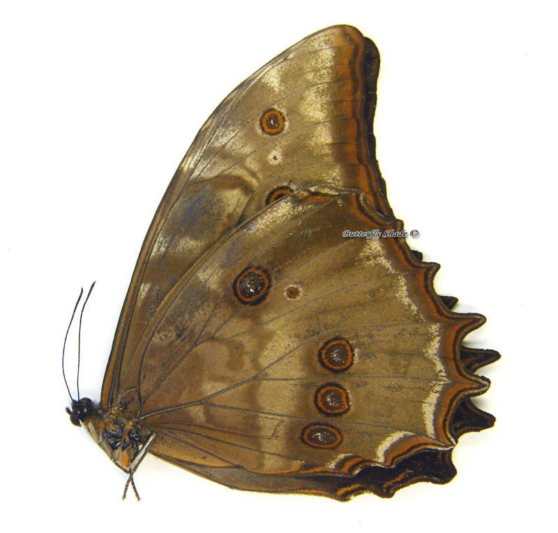 Unmounted Butterfly/Morphidae - Morpho theseus schweizeri, male, 70 ...