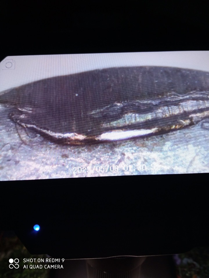 1949-D 1C RD Lincoln Cent con visibles fallas y errores anverso y ...