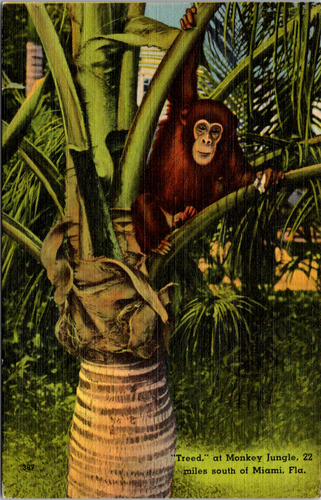 Vintage Postcard Monkey Jungle Miami Florida Animals Run Wild | eBay