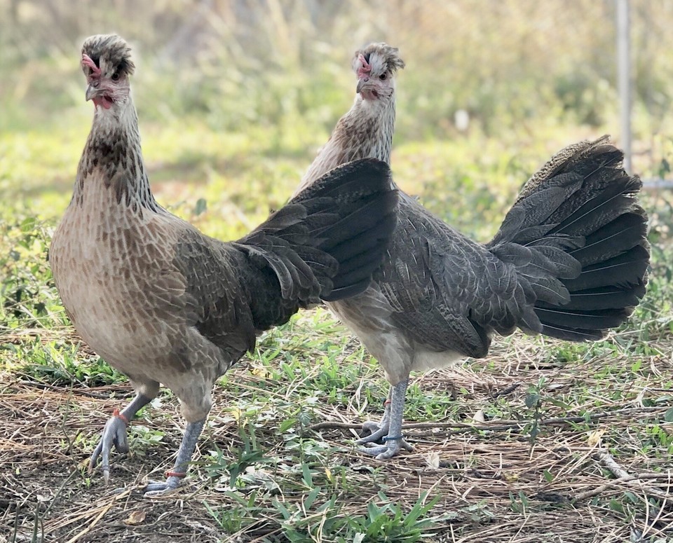 7 Flarry Eyed Grey EGGS | eBay