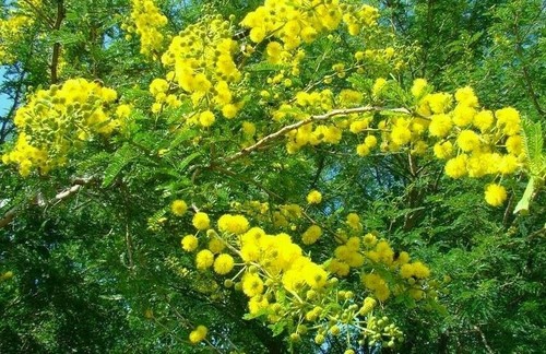Acacia Karroo | Sweet Thorn (Vachellia karroo) tree seeds | eBay