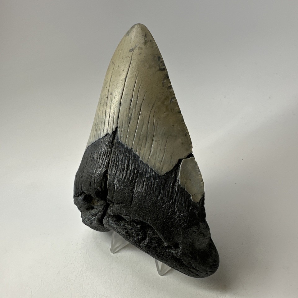 Megalodon Shark Tooth 5.24 Inch - Huge - Thick Fossil - Authentic Teeth ...