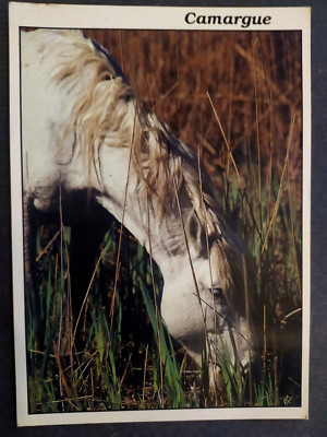 Cheval blanc en CAMARGUE carte postale postcard | eBay