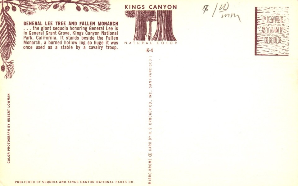 Postcard General Lee tree fallen monarch Kings Canyon national Park ...