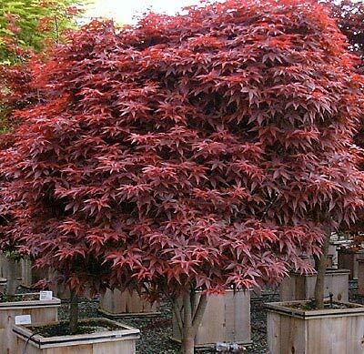 Rhode Island Red Japanese Maple 2 - Year Live Plant | eBay