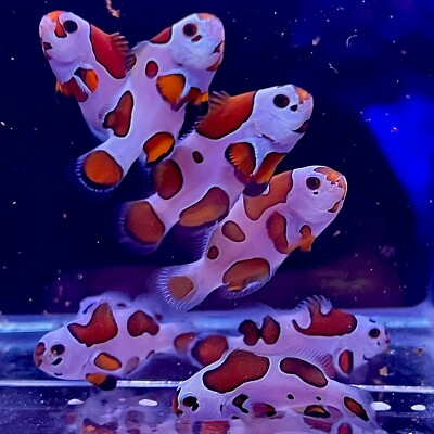 Orange Storm CLOWNFISH RARE Collectors DESIGNER Clownfish Single | eBay