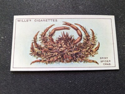 1928 Will's Wonders of the Sea Card # 21 The Spiny Spider Crab (VG/EX ...