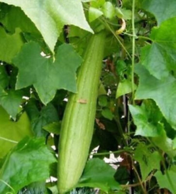 20 GRAINES DE COURGETTE "ÉPONGE GOURDE" | eBay