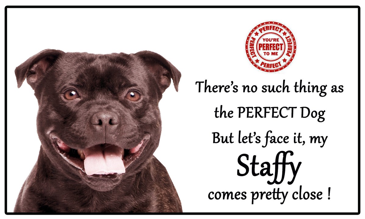 Staffie Quotes Staffordshire Bull Terrier (Brindle) Dog Fridge