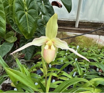 Phragmipedium Barbel flava color | eBay