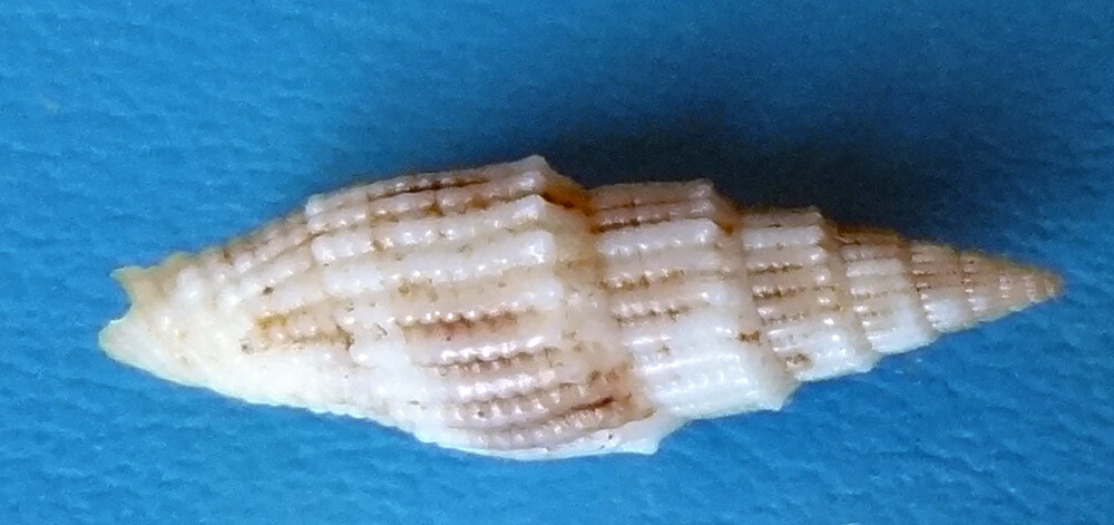 SEA SHELL - COQUILLAGES - COSTELLARIIDAE VEXILLUM COOKORUM 19,95mm | eBay