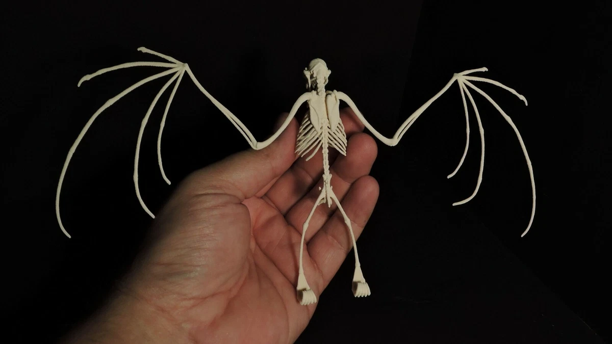 Fruit Bat Skeleton
