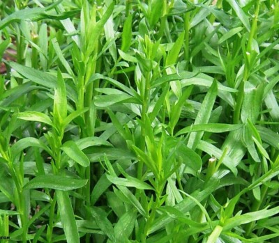 1000+Tarragon Seeds Russian Tarragon Dragon Wort Perennial Garden Herb ...