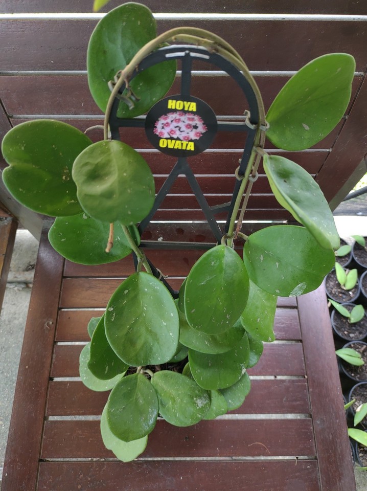MASSIVE Hoya Obovata Active Growth, Amazing Scented Blooms! Far Nth Qld ...