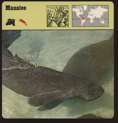 Manatee Safari Cards Rencontre Mammals | eBay