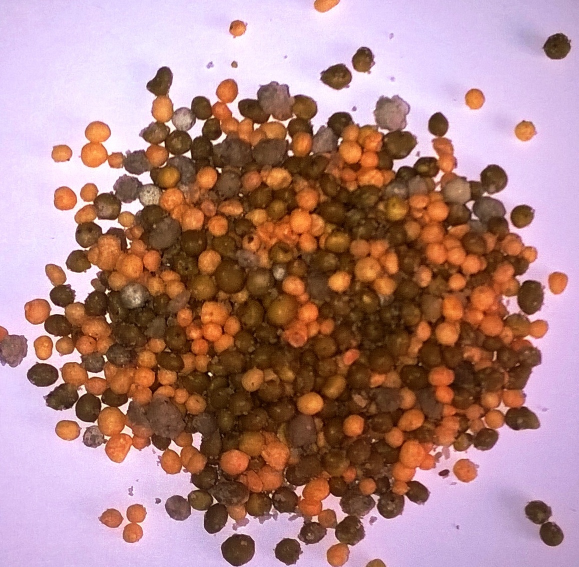 Slow Release Fertilizer - 12 month Supply - Christmas Tree and Conifer ...