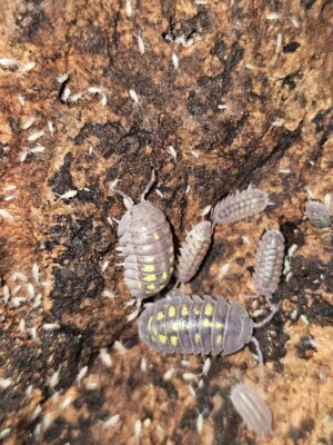40+ Armadillidium Granulatum Isopod "Clean Up Crew" Isopods rolly polly ...