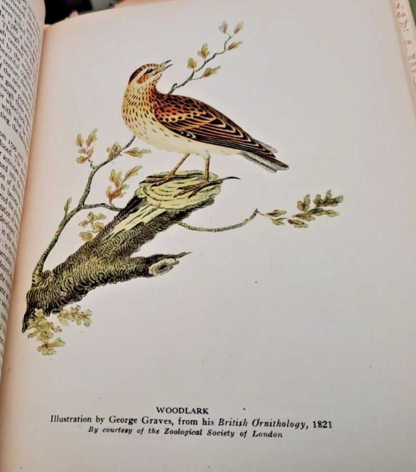 NATURE IN BRITAIN, W. J. Turner, Birds, Illustrated, colour plates | eBay