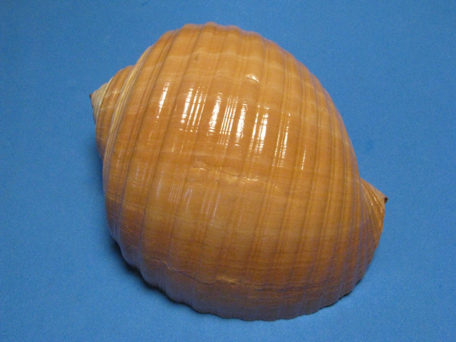 Tonna olearium Linnaeus,1758 "BROWN TUN SHELL" (123.0mm) | eBay