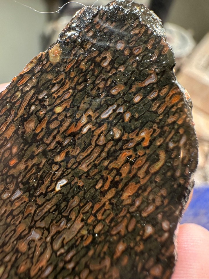 Dinosaur gem bone rough **hxtled slab. | eBay