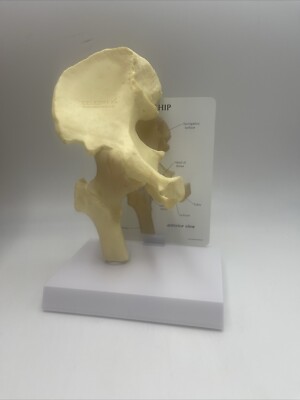 GPI Flexible Hip Model – Model #1260 Anatomical Model | eBay