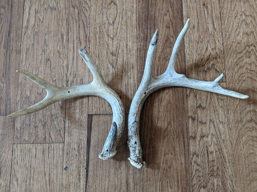 Whitetail Deer Antler Taxidermy Sheds Horns Rattling Antlers | eBay