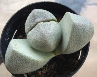 Pleiospilos Nelii, Split Rock Cactus Cacti Succulent Plant 2.5" Pot | eBay