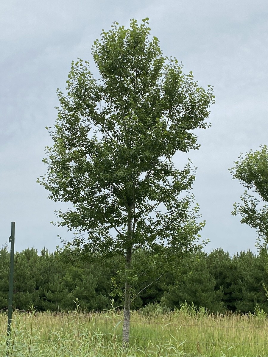 Hybrid Poplar Tree