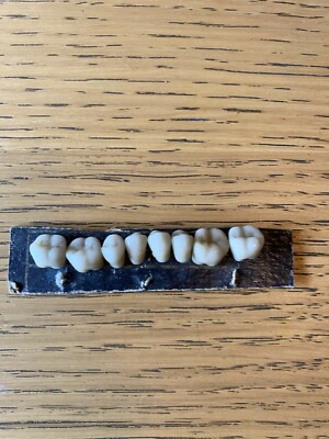 Rare Antique Vintage False Teeth Dentures Unusual Anatomical Diatoric ...