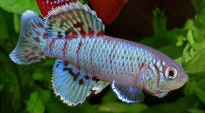 Killifish NOTHOBRANCHIUS EGGERSI SOLID BLUE Killi Egg Tropical Fish 50 ...